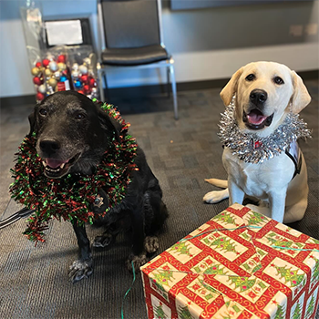 Officer Robert Sotelo introduces Cali, UC Davis's first specialized ...